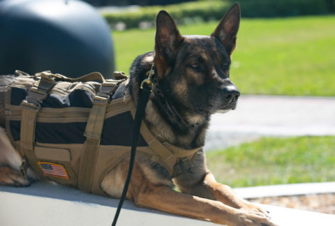 The K-9 Project. The Navy SEAL Museum’s K-9 Project | Fort Pierce, FL